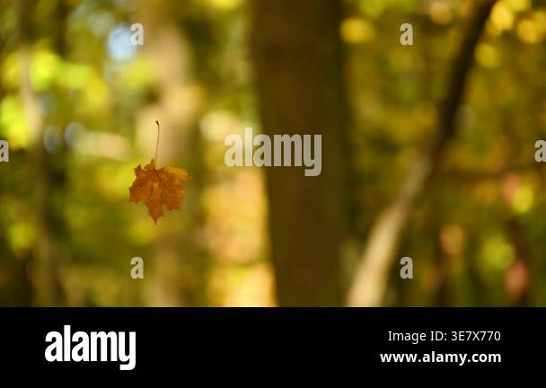 Slow motion static close up of maple leaf falling and spinning through ...