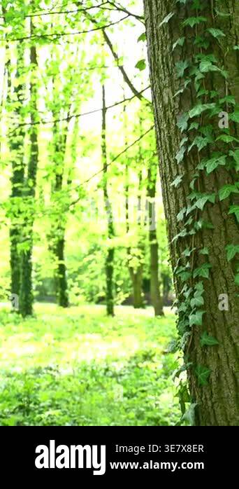 Tree entwined with ivy in the park. Green natural background. Tree ...