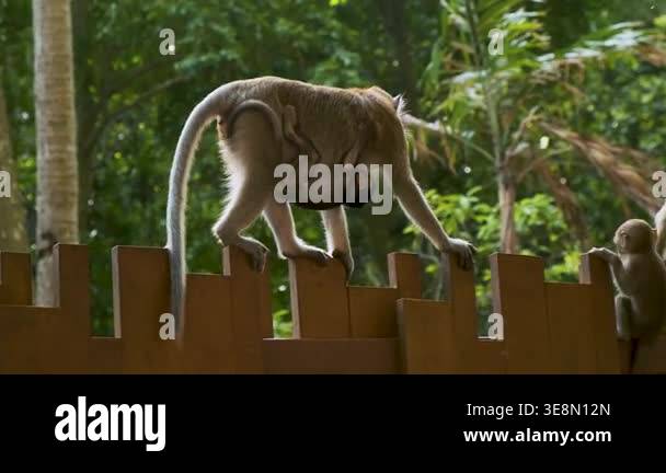 Long tailed macaque monkeys with babies interacting on fence at Railay ...