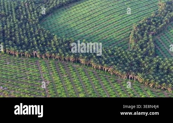 Drone panorama reveals road through Johor Lama oil palm farm Stock ...