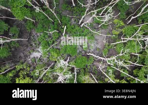 Close up of a forest with dead trees and green foliage Stock Video ...