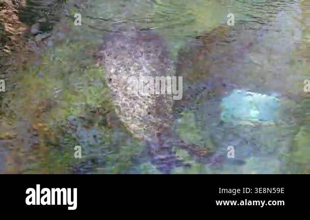 Manatee swimming gracefully through clear water, surrounded by ...