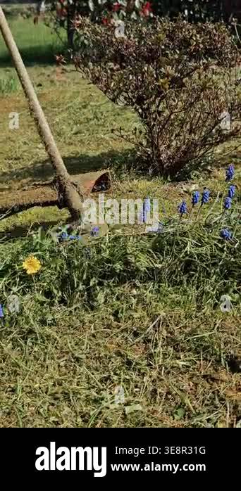 Close up of a string trimmer cutting grass near blue spring flowers ...