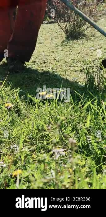 Worker in orange pants uses string trimmer to cut grass in a spring ...