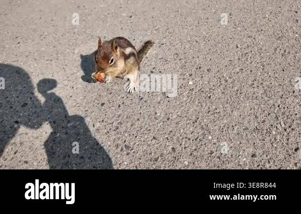 Gopher outdoor. Wild animal in nature. Squirrel eating, 4k. Rodent ...