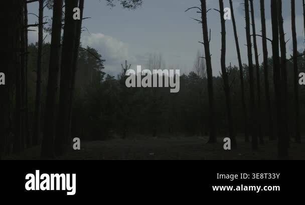 Back view of a man standing in a dark pine forest with ASMR sound of ...