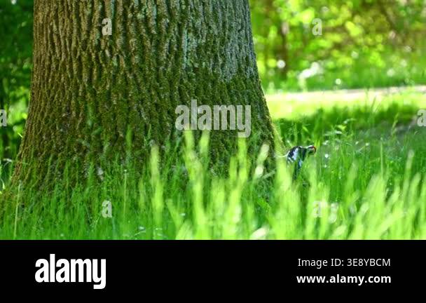 Woodpecker climbing tree trunk amidst lush greenery in forest setting ...