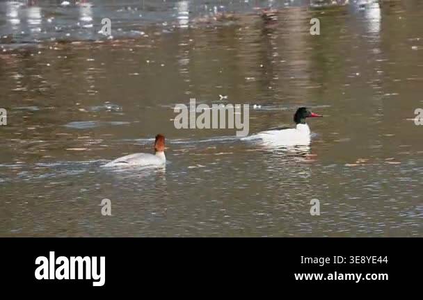 Pair of merganser ducks swimming on reflective pond in autumn Stock ...