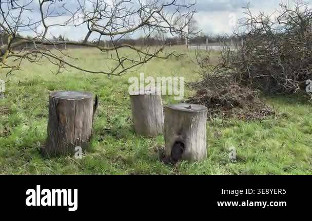 Three tree stumps stand on fresh spring grass near a walnut tree after ...