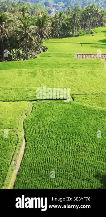 Aerial drone view of vibrant green rice paddies near Ubud, Bali ...