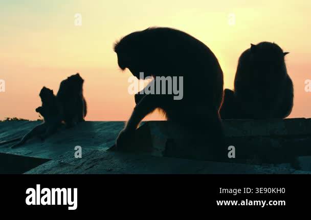 A group of monkeys, with a large one in the foreground, rests in ...
