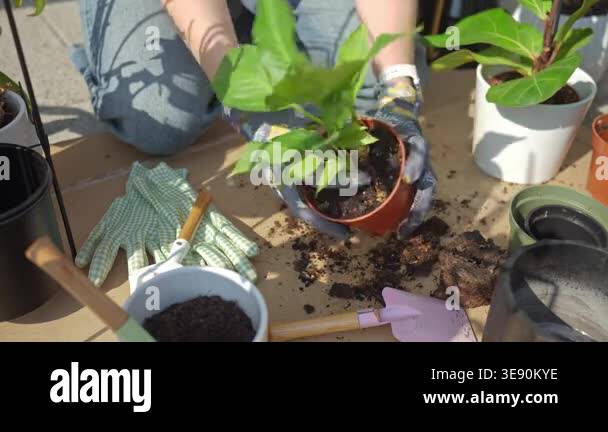 How To Take Plant Out Of Pot