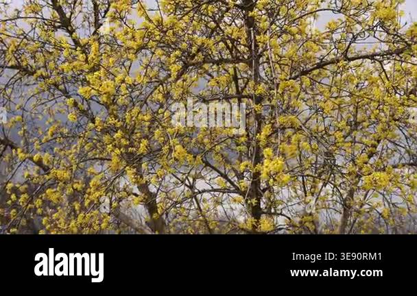 4K real-time video celebrating the arrival of spring. Perfect for ...