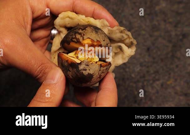 Avocado seed germination in a jar with moist cotton, showing pit ...