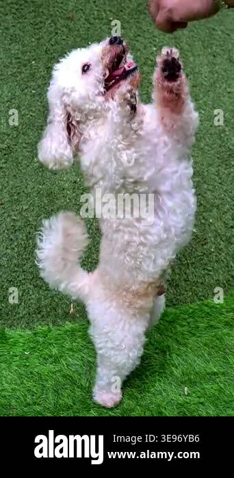 Cute white Toy Poodle standing on its hind legs on green grass, perfect ...