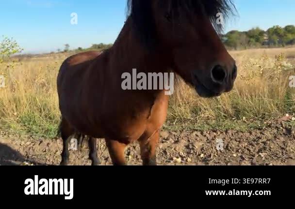 A brown horse walks and grazes along a dusty rural road surrounded by ...