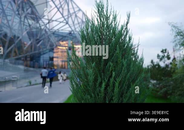 Young thuja tree grows near futuristic theater building in twilight ...