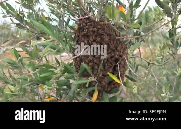 colony bees swarm bee pollinators honeybees insects branch tree hive ...
