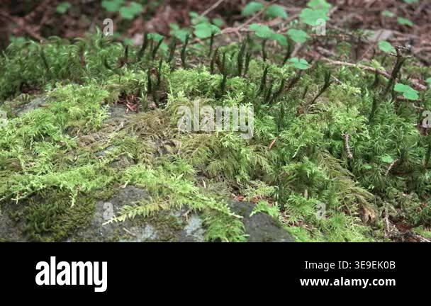 moss macro forest bryophyte rock slider shot woodland close up damp ...