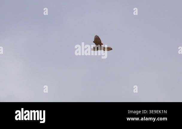 kestrel hovering raptor midair falcon balancing breeze motionless ...