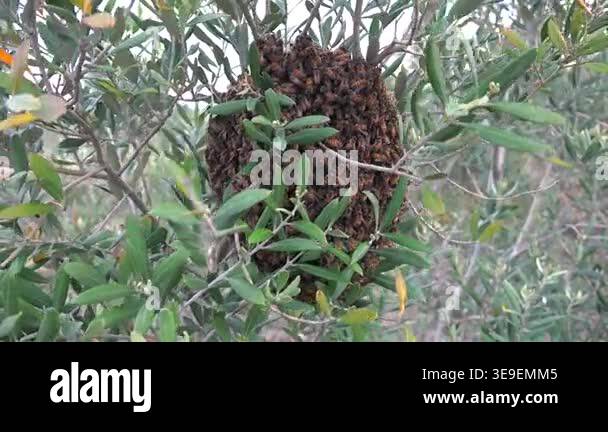 colony bees swarm bee pollinators honeybees insects branch tree hive ...