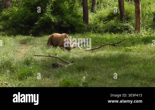 Single brown bear moving through forest clearing in a remote natural ...