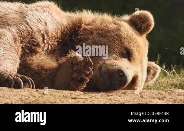 Sleeping brown bear resting on forest ground in a quiet natural habitat ...