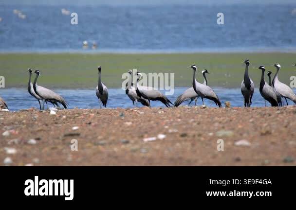 Crane flock gathers along a lake shoreline in open steppe wetland with ...