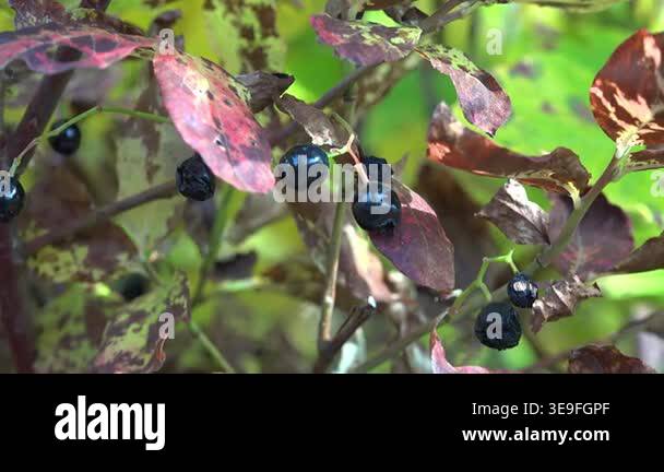 Wild organic blueberry fruit on branch during autumn harvest. Fresh ...