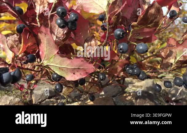 Wild organic blueberry fruit on branch during autumn harvest. Fresh ...