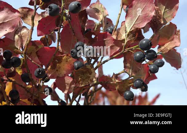 Wild organic blueberry fruit on branch during autumn harvest. Fresh ...