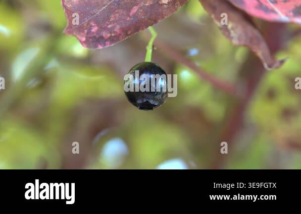 Wild organic blueberry fruit on branch during autumn harvest. Fresh ...