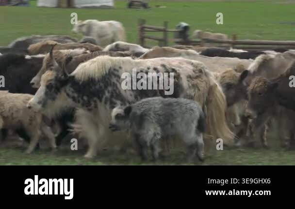 Mother yak cow stands with young calf inside herd on pastoral grassland ...