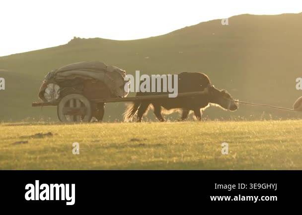 Yak pulls wooden ox cart during Mongolian migration at sunrise across ...