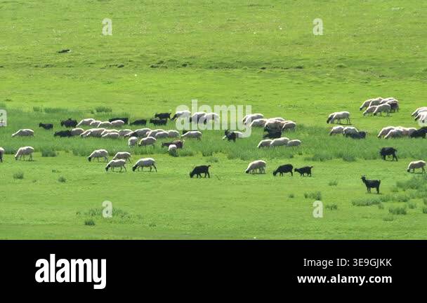 White and black sheep and goats graze across treeless grassland in ...