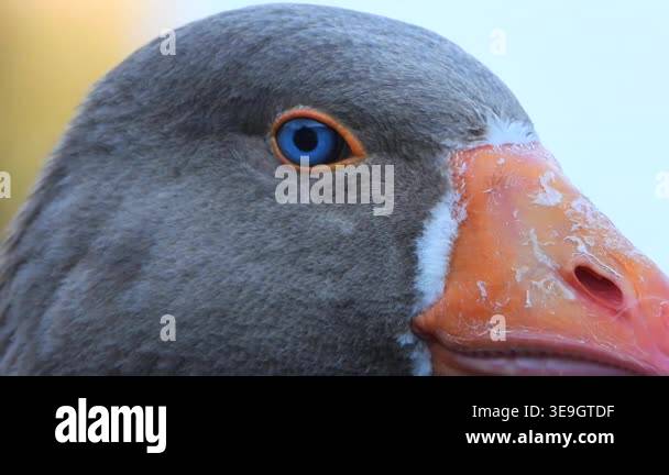 Gray goose portrait with blue eyes and peeling orange bill in tight ...