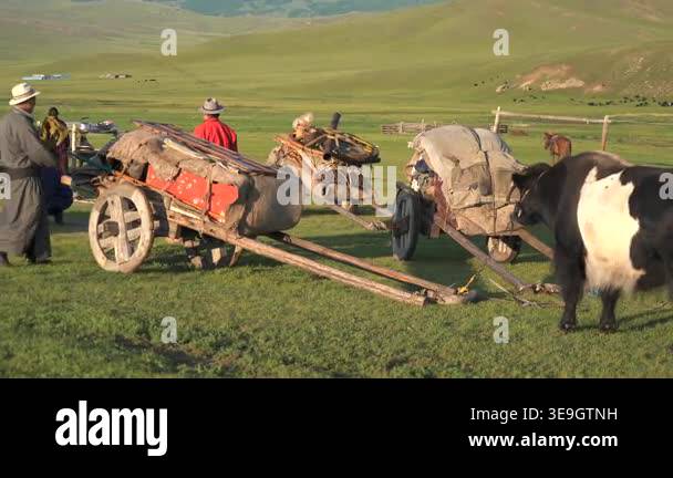 Mongolian families prepare carts and household goods for migration on ...