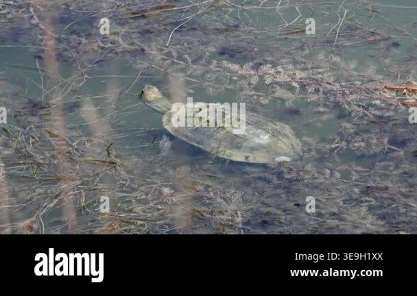 Tortoise feeds on aquatic plants in muddy swamp lake, slow reptile ...