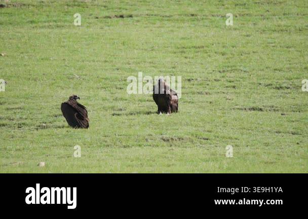 Wild birds gather in natural setting, avian life showing feeding or ...