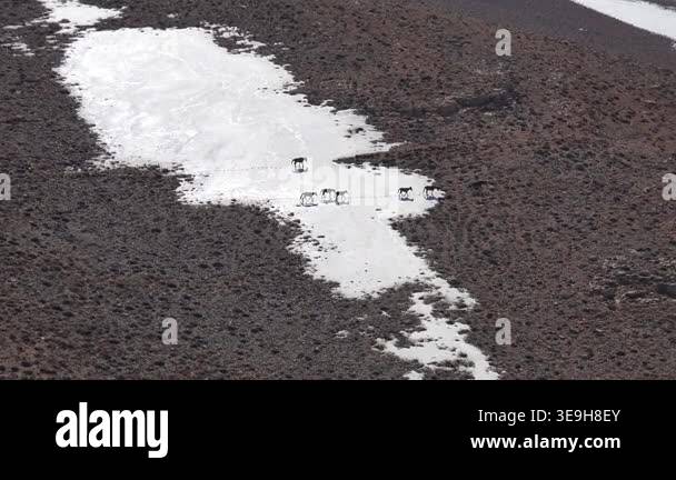 Wild horses cross snowy mountain slope on treeless highland while ...