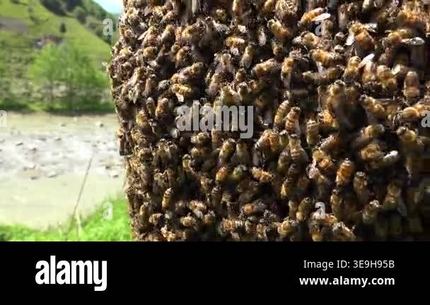 Honeybee swarm clustering densely on tree trunk showing natural colony ...