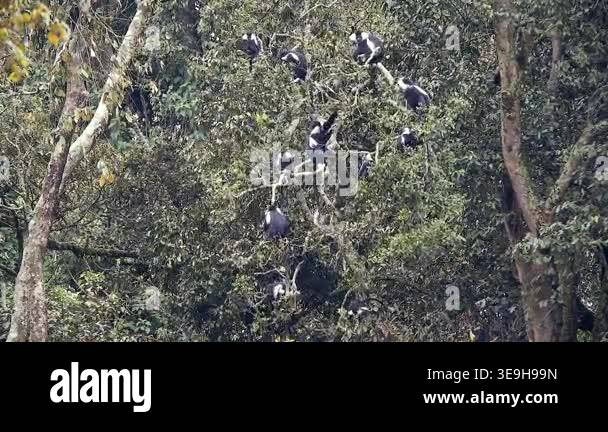 Crowded colobus monkeys resting together on tree branches inside dense ...