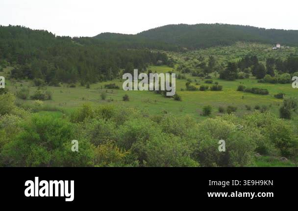 Forest village behind yellow flower meadow with rustic houses, pine ...