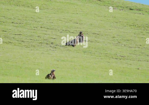 Wild birds gather in natural setting, avian life showing feeding or ...