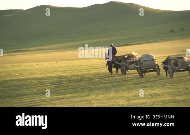 Mongolian nomads migrate with yak drawn carts across wide grassland in ...