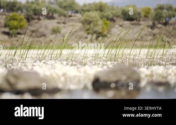 Lake surface covered with aquatic plants and flowers in wetland ...
