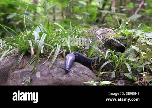 Shellless black gray slug crawls across forest floor showing quiet life ...