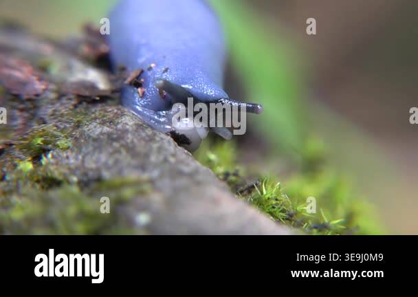 Shellless black gray slug crawls across forest floor showing quiet life ...