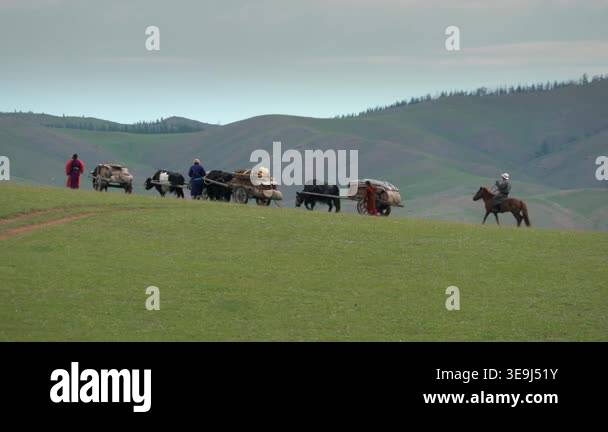 Mongolian nomads migrate with yak drawn carts across wide grassland in ...