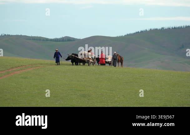 Mongolian nomads migrate with yak drawn carts across wide grassland in ...